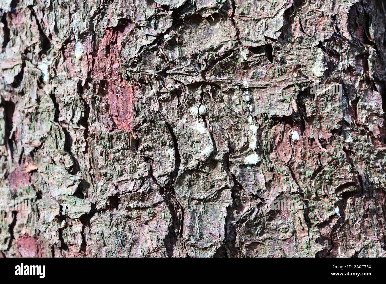 Close up view on very detailed tree bark texture in high resolution ...