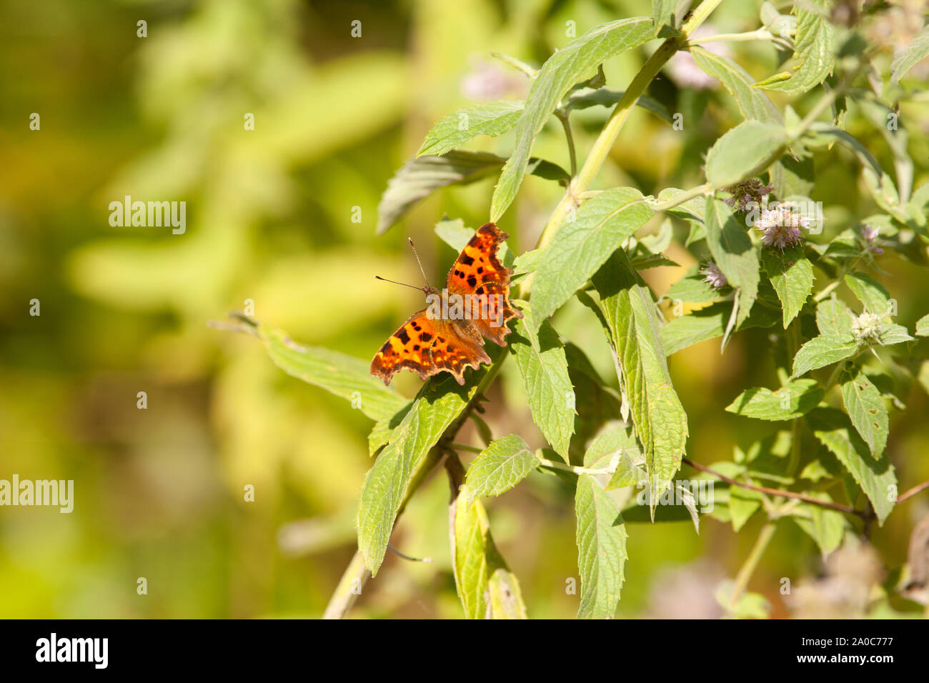 Anglewing butterfly hi-res stock photography and images - Alamy