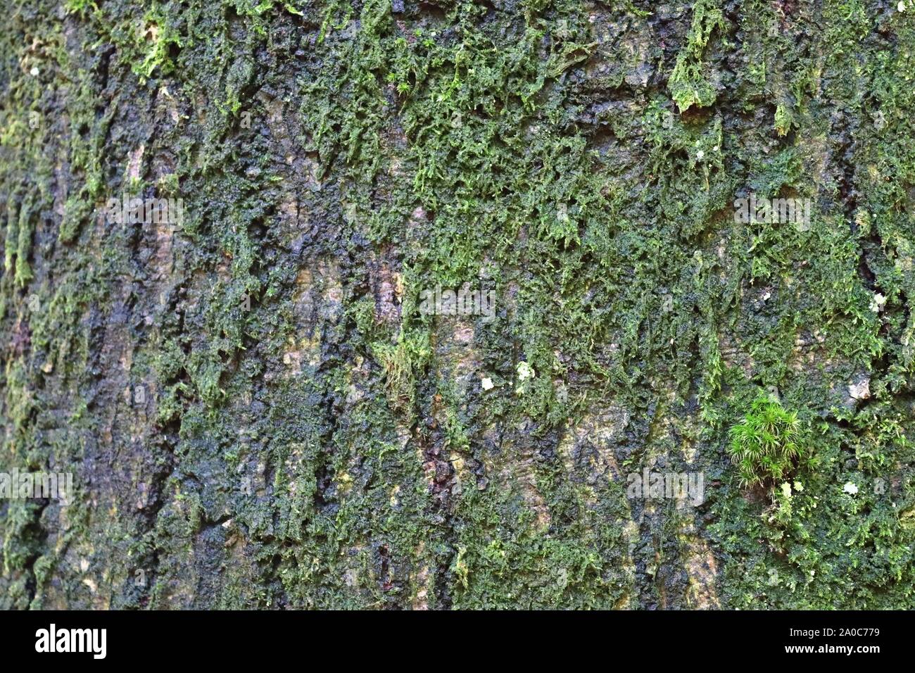 Close up view on very detailed tree bark texture in high resolution ...