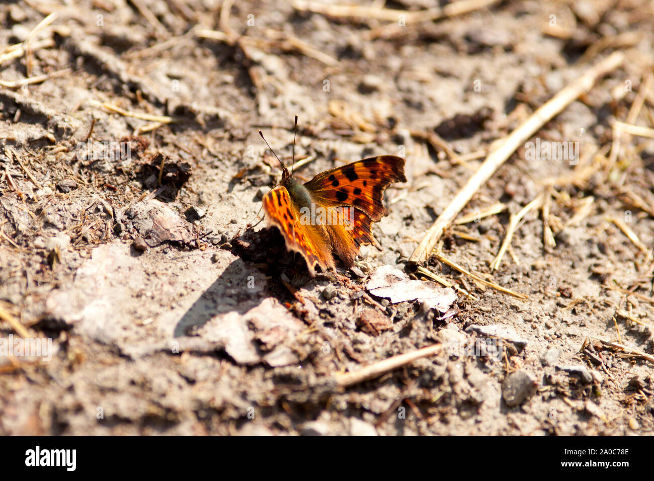 Anglewing Butterfly High Resolution Stock Photography and Images - Alamy