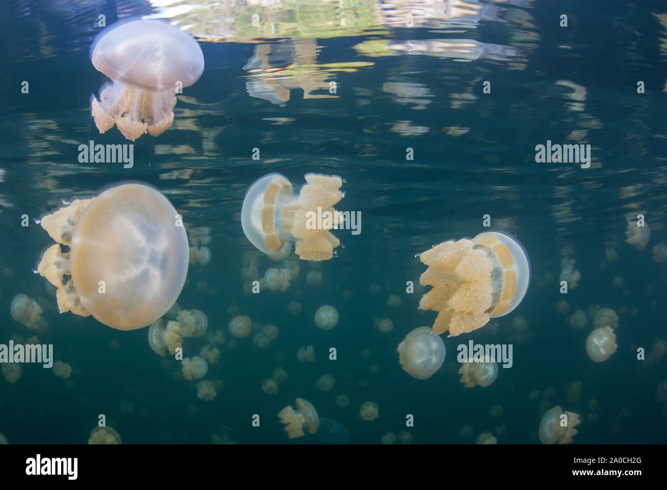 Endemic jellyfish, Mastigias sp., swim in a remote marine lake near ...