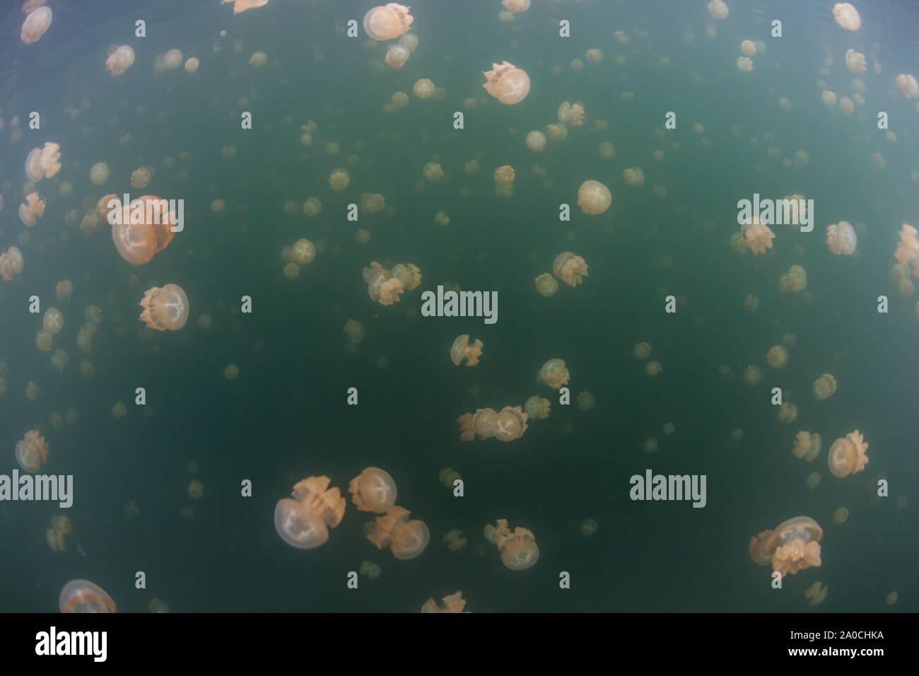 Endemic jellyfish, Mastigias sp., swim in a remote marine lake near ...
