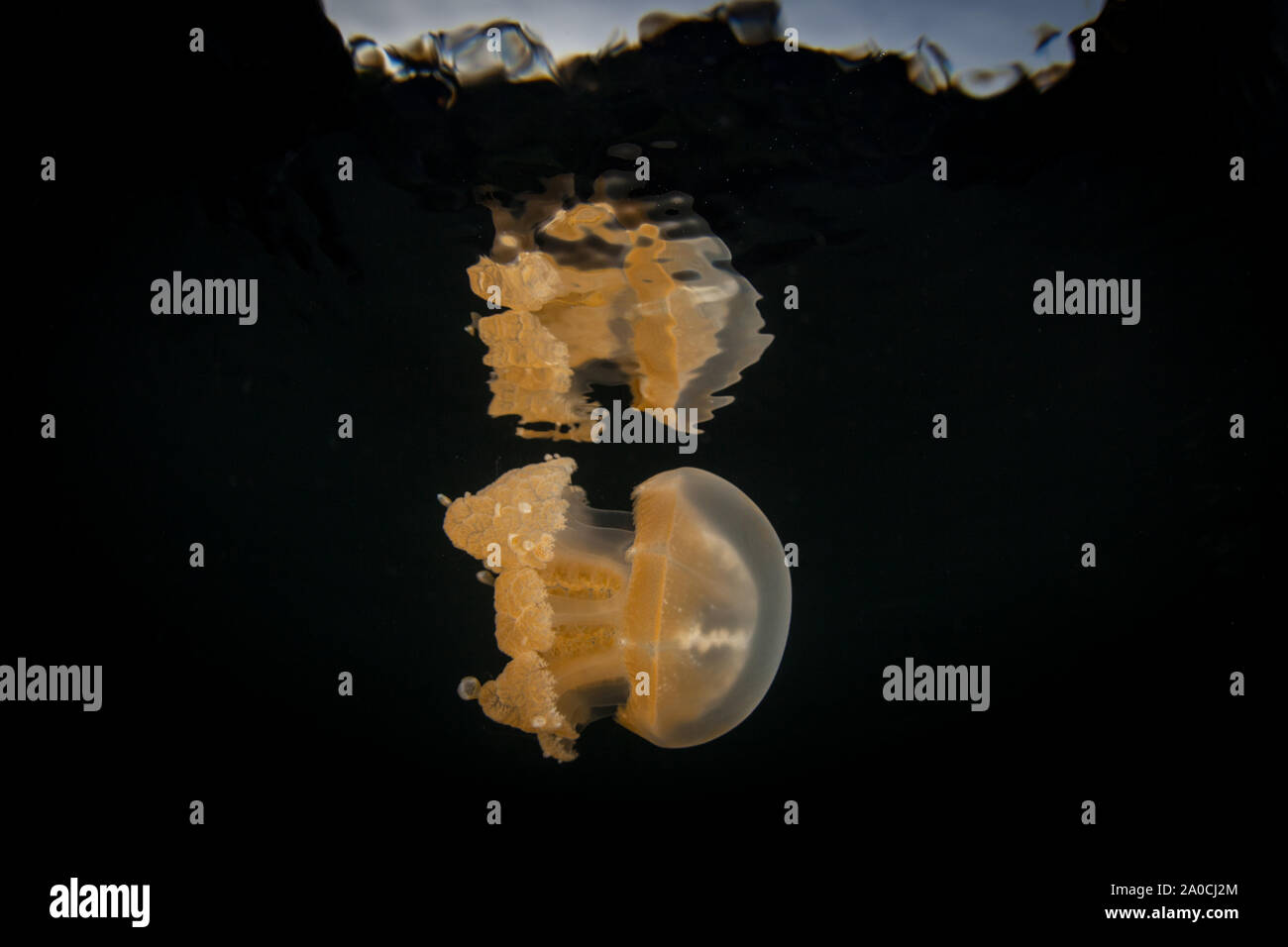 Endemic jellyfish, Mastigias sp., swim in a remote marine lake near ...