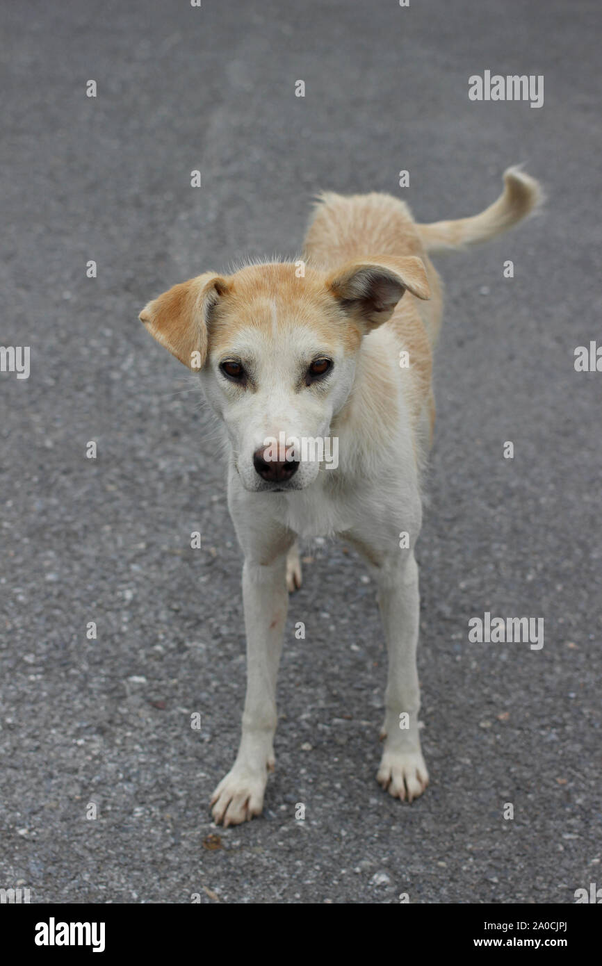 Thin hungry dog hi-res stock photography and images - Alamy