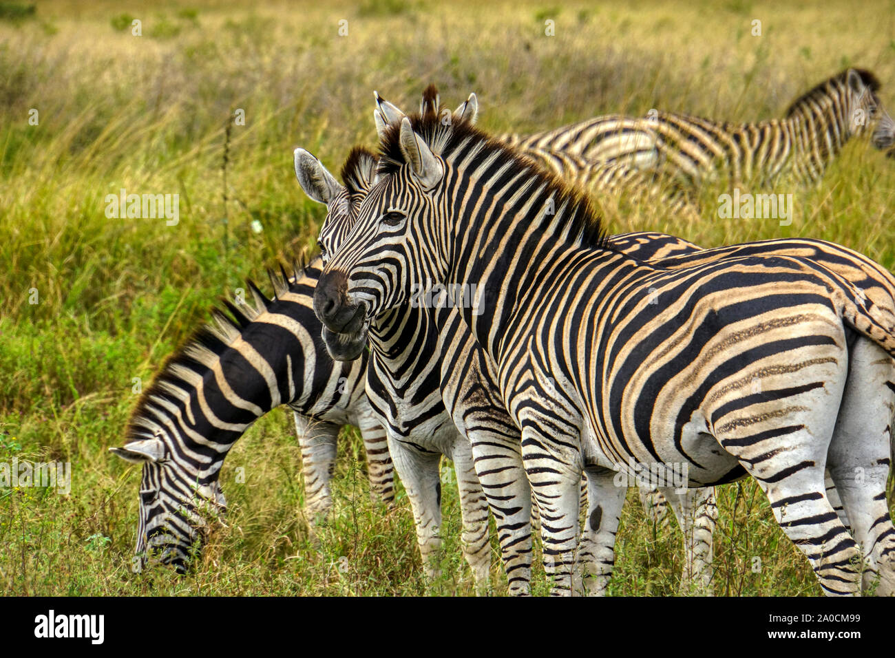 South africa zebra landscape hi-res stock photography and images - Alamy