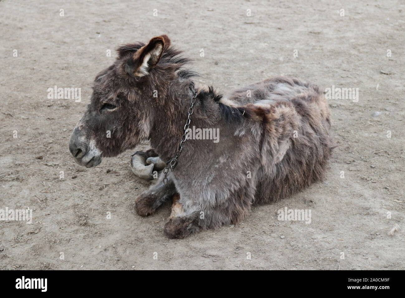 Donkey lying down hi-res stock photography and images - Alamy