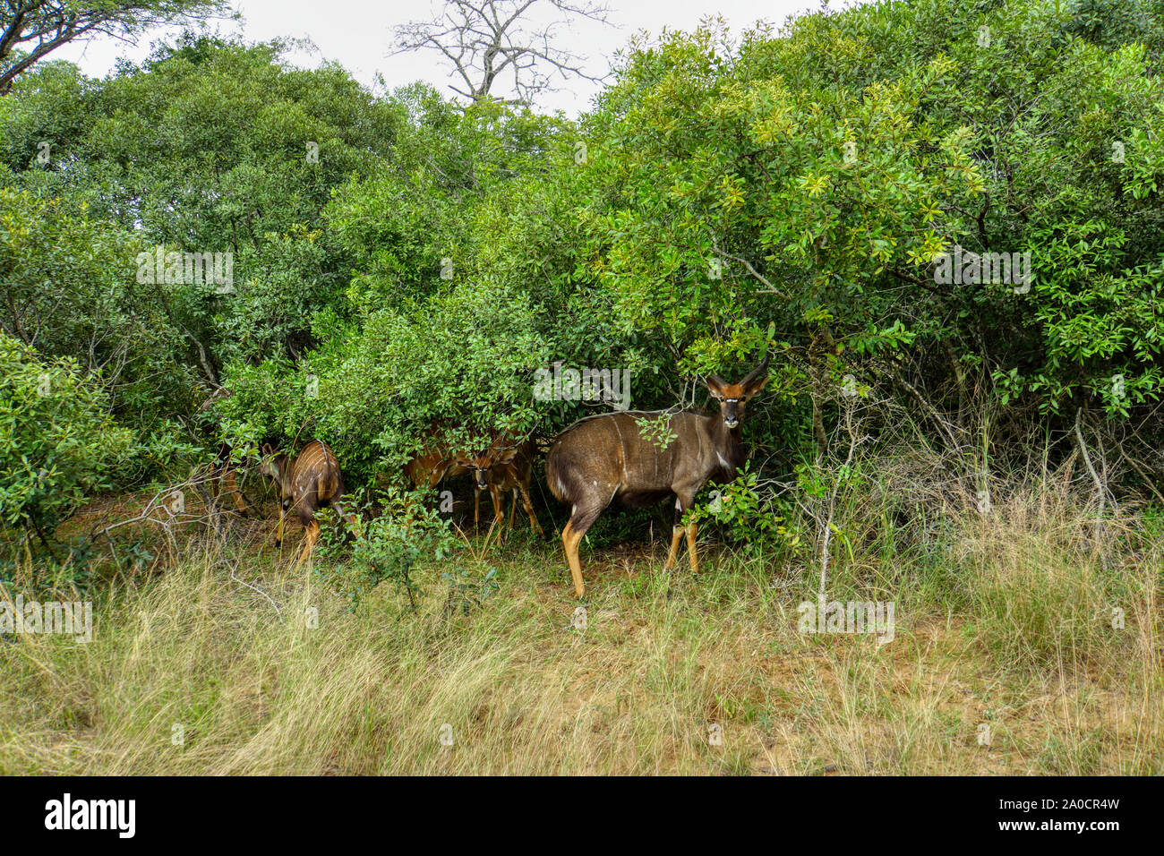 Nyala hiding in the bush. Safari - Phinda Game Reserve, South Africa. A ...