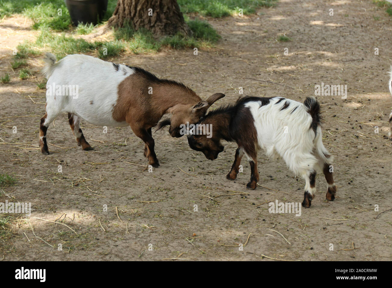 The kid is bumping with his mother goat Stock Photo - Alamy