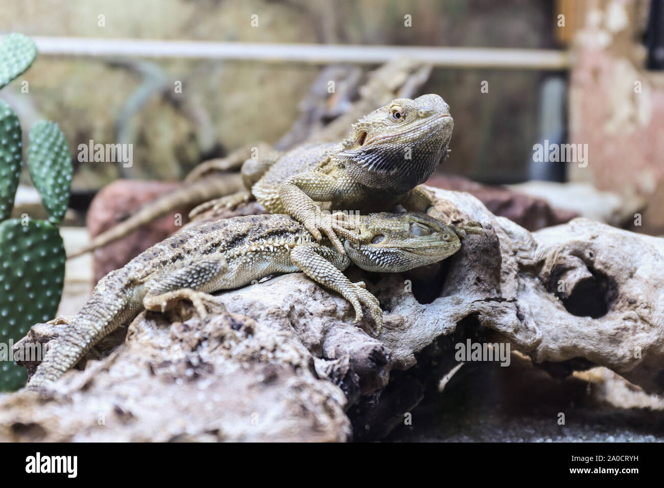 Terrarium agama hi-res stock photography and images - Alamy