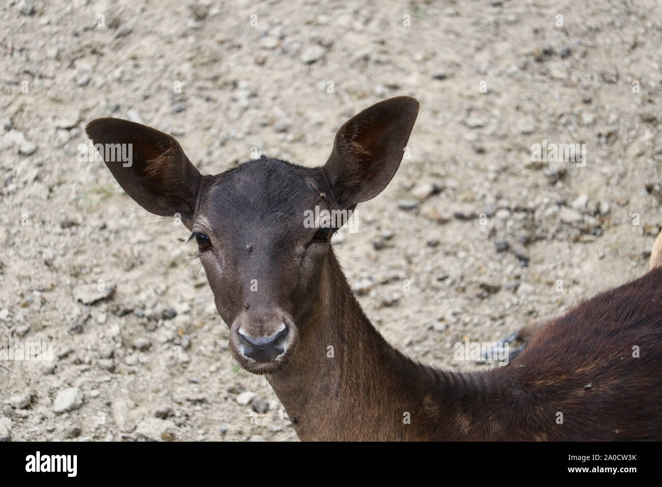 Camera lan hi-res stock photography and images - Alamy