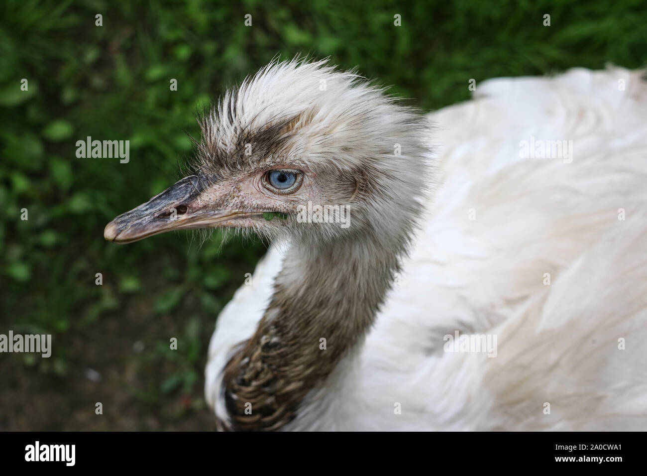 Ordinary bird hi-res stock photography and images - Alamy
