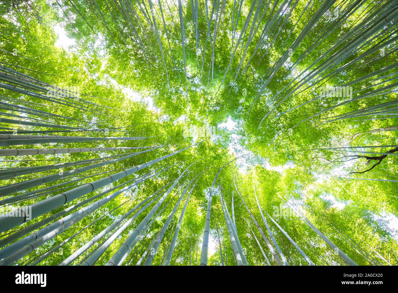 Lush vegetation in famous tourist site Bamboo forest, Kyoto, Japan ...