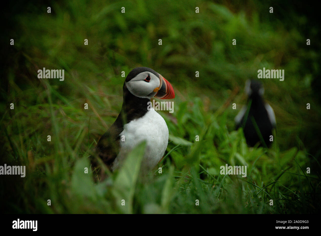 Golden puffin hi-res stock photography and images - Alamy
