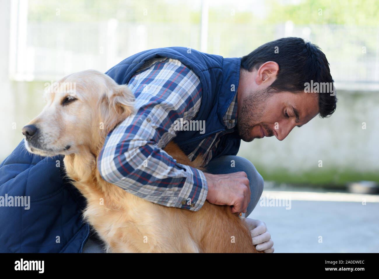 male vet checking a dog Stock Photo - Alamy