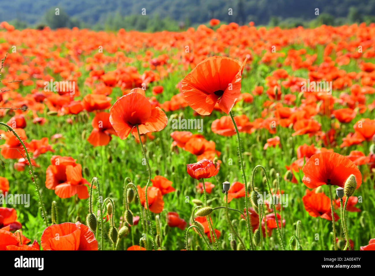 Drug and love intoxication, opium, medicinal. Summer and spring ...