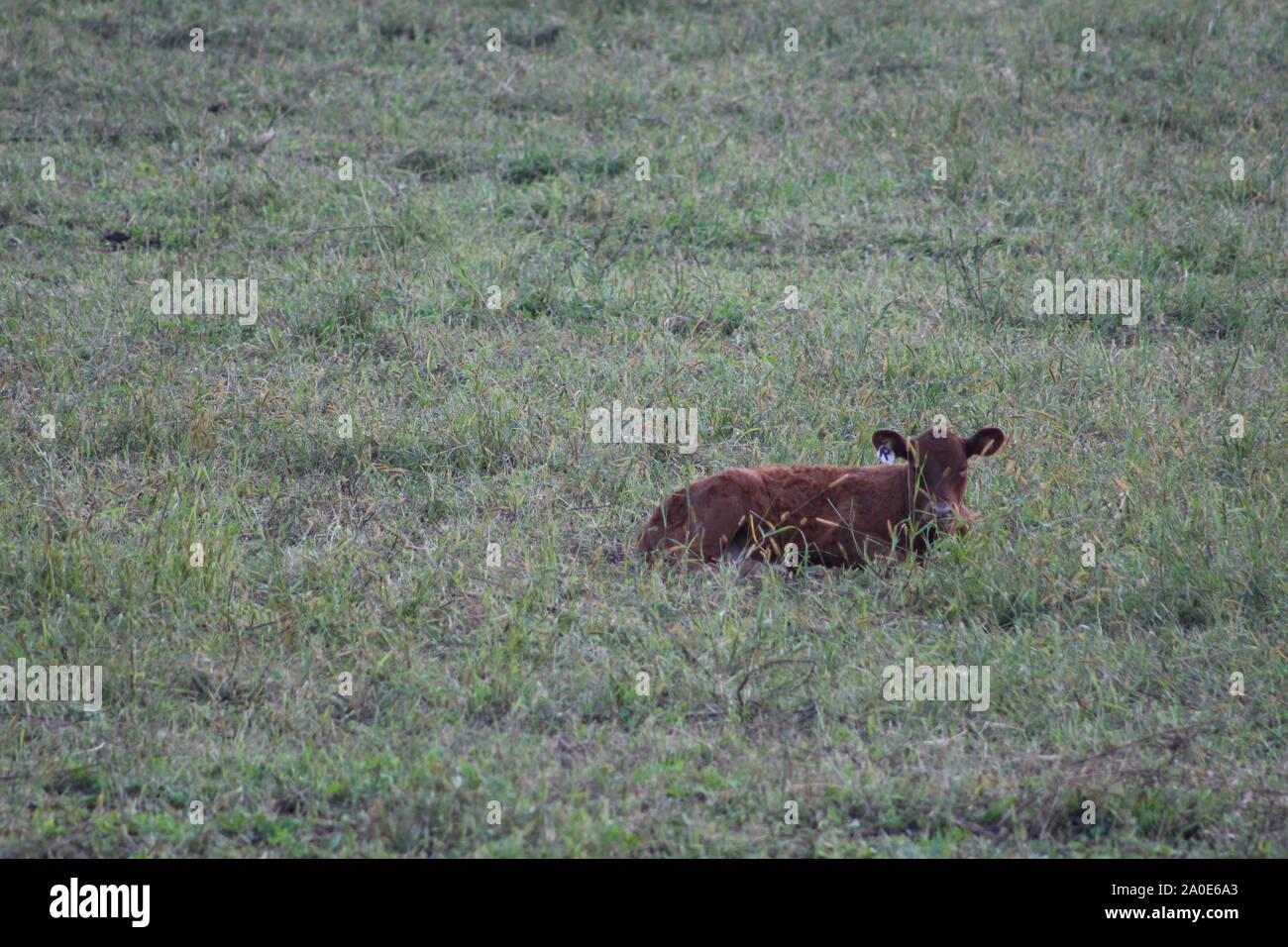 Calf Laying High Resolution Stock Photography and Images - Alamy