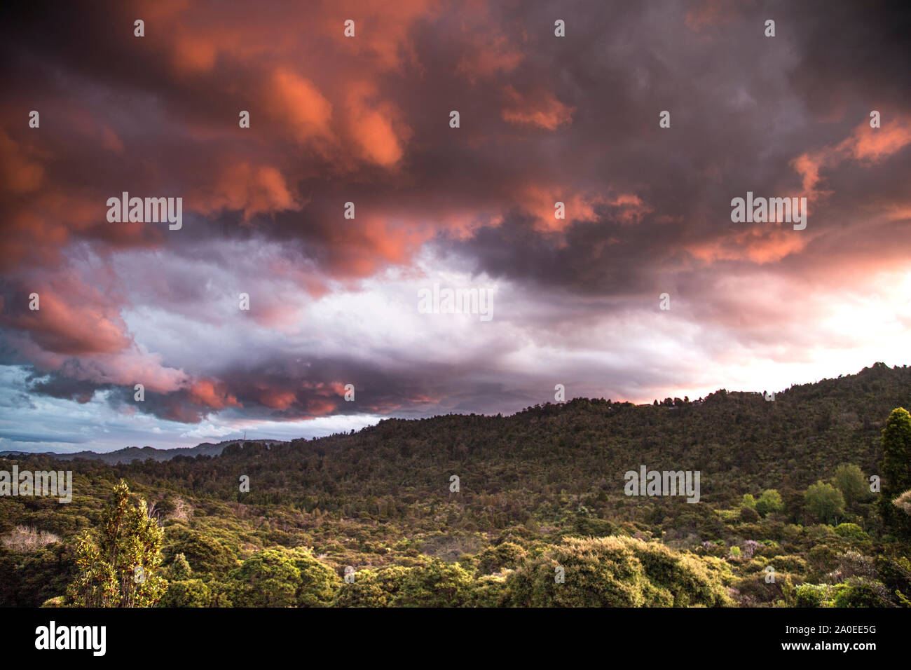 Looking south while sunsets over native NZ regenerated bush, scenic ...