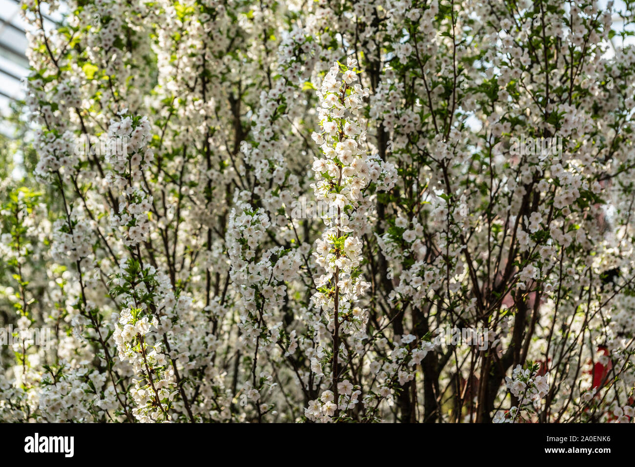 Singapore - March 22, 2019: Gardens by the Bay, the Flower Dome. Wall ...