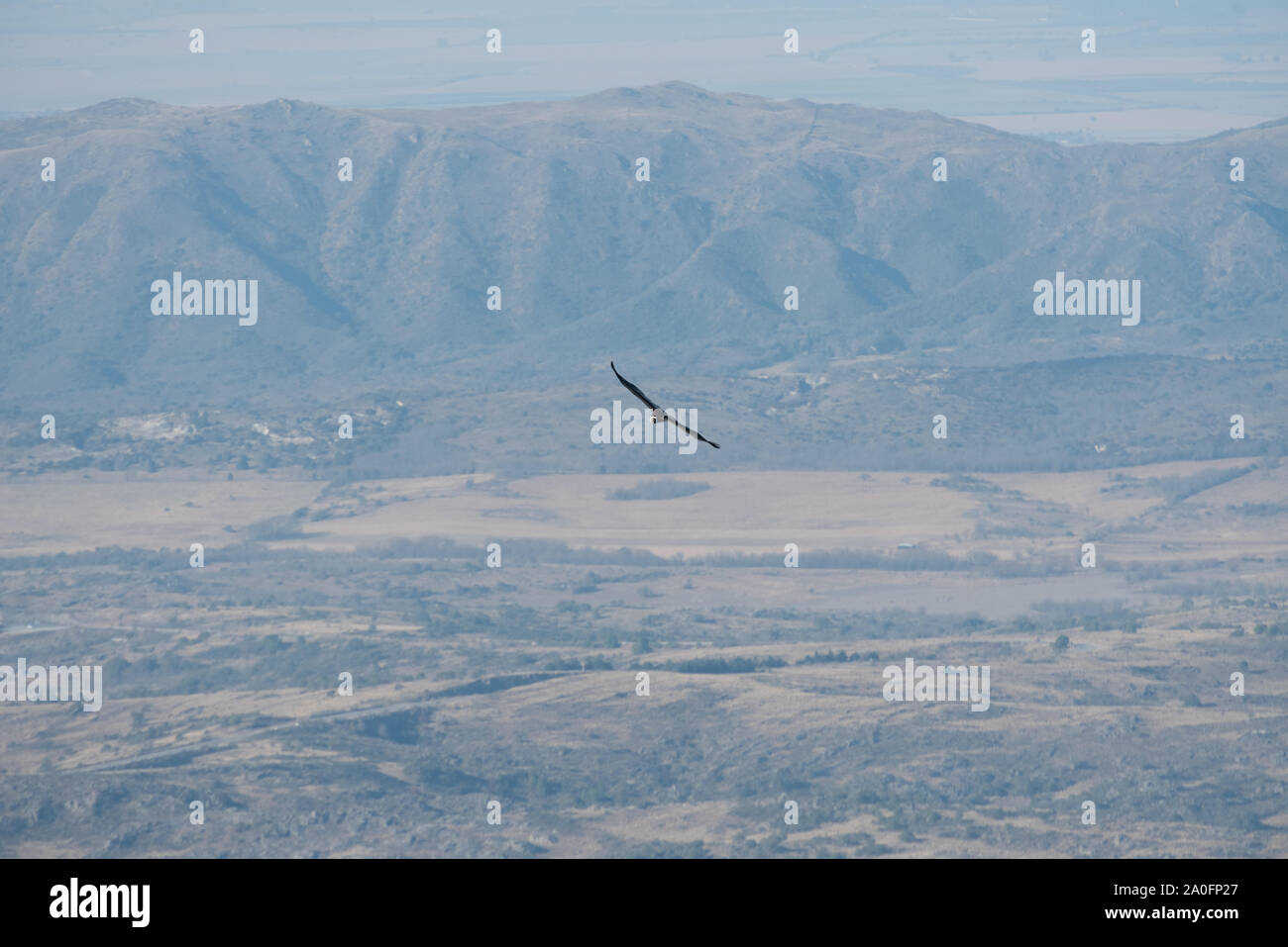 Young condor peru hi-res stock photography and images - Alamy