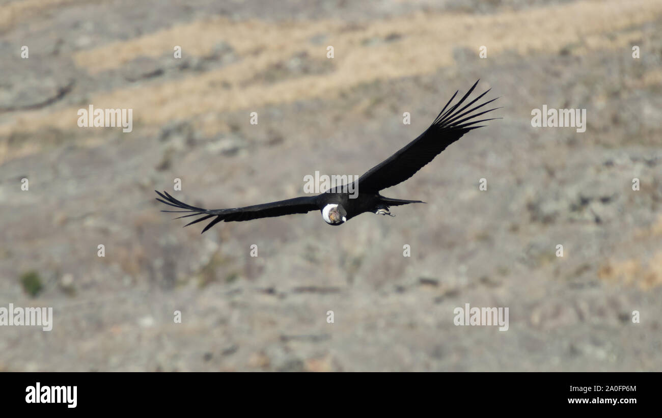 A huge adult male condor taken from the front Stock Photo - Alamy