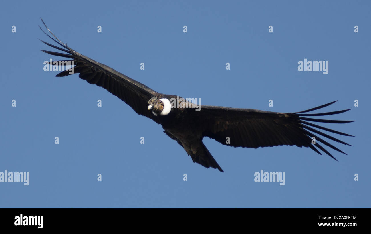 Portrait of an old condor flying and turning with open wings, front ...