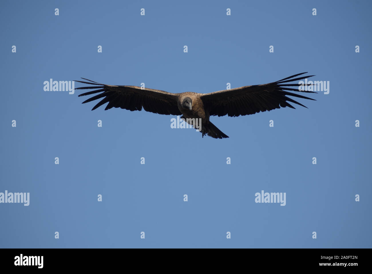 Condor flying with open wings, front view Stock Photo - Alamy