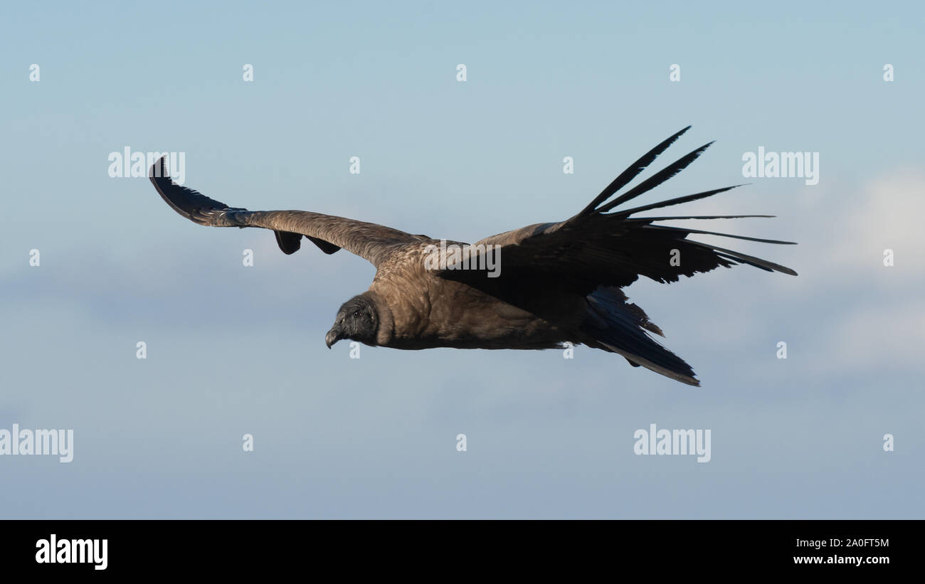 Portrait of a female condor flying with open wings, side view Stock ...