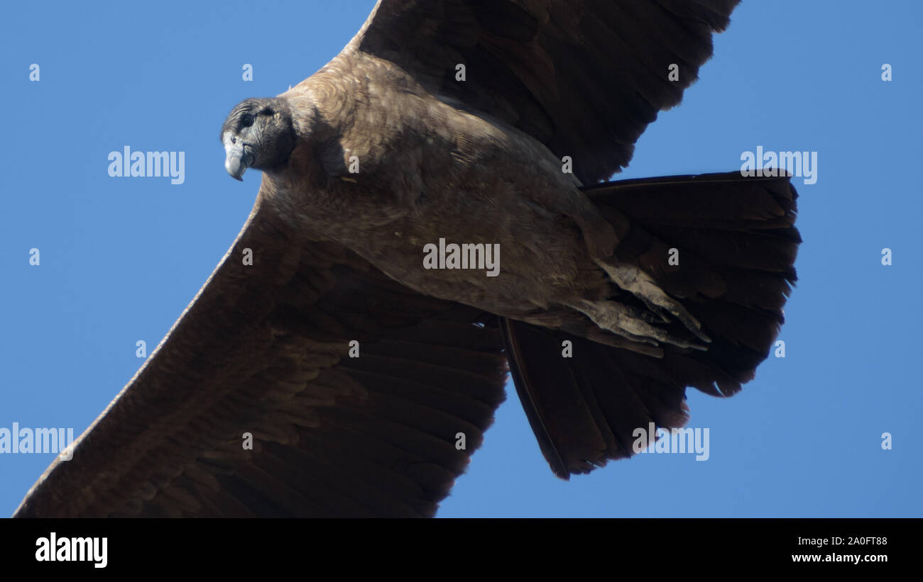 Portrait of a female condor , partial body and details of the head ...