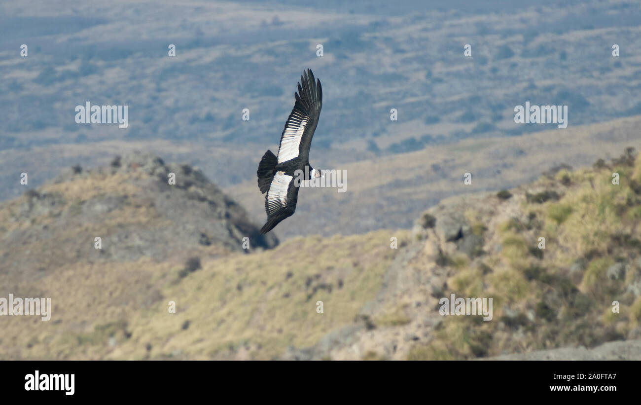 An adult condor male turning with a dorsal vies and green mountains as ...