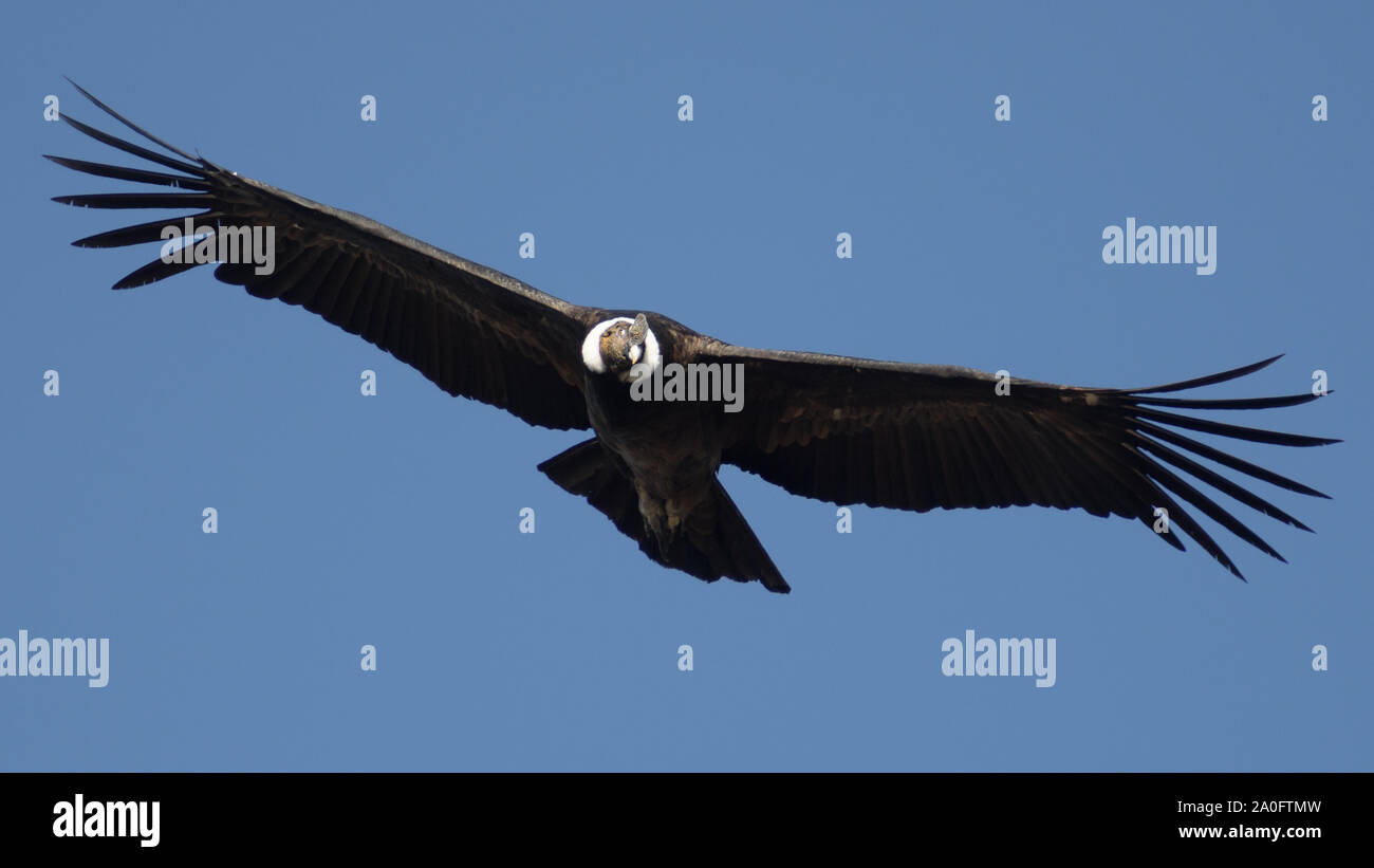 Portrait of an old condor flying with open wings, front view Stock ...