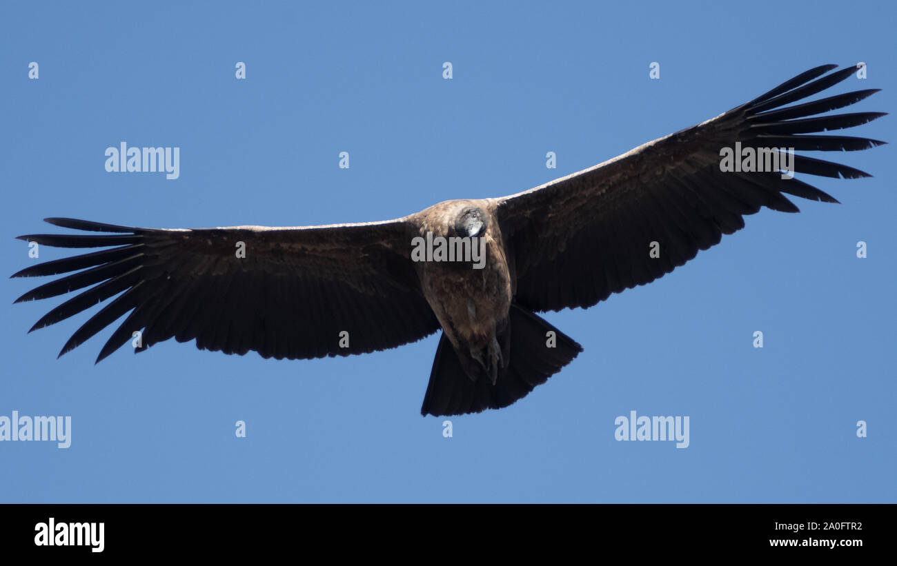 Young condor peru hi-res stock photography and images - Alamy
