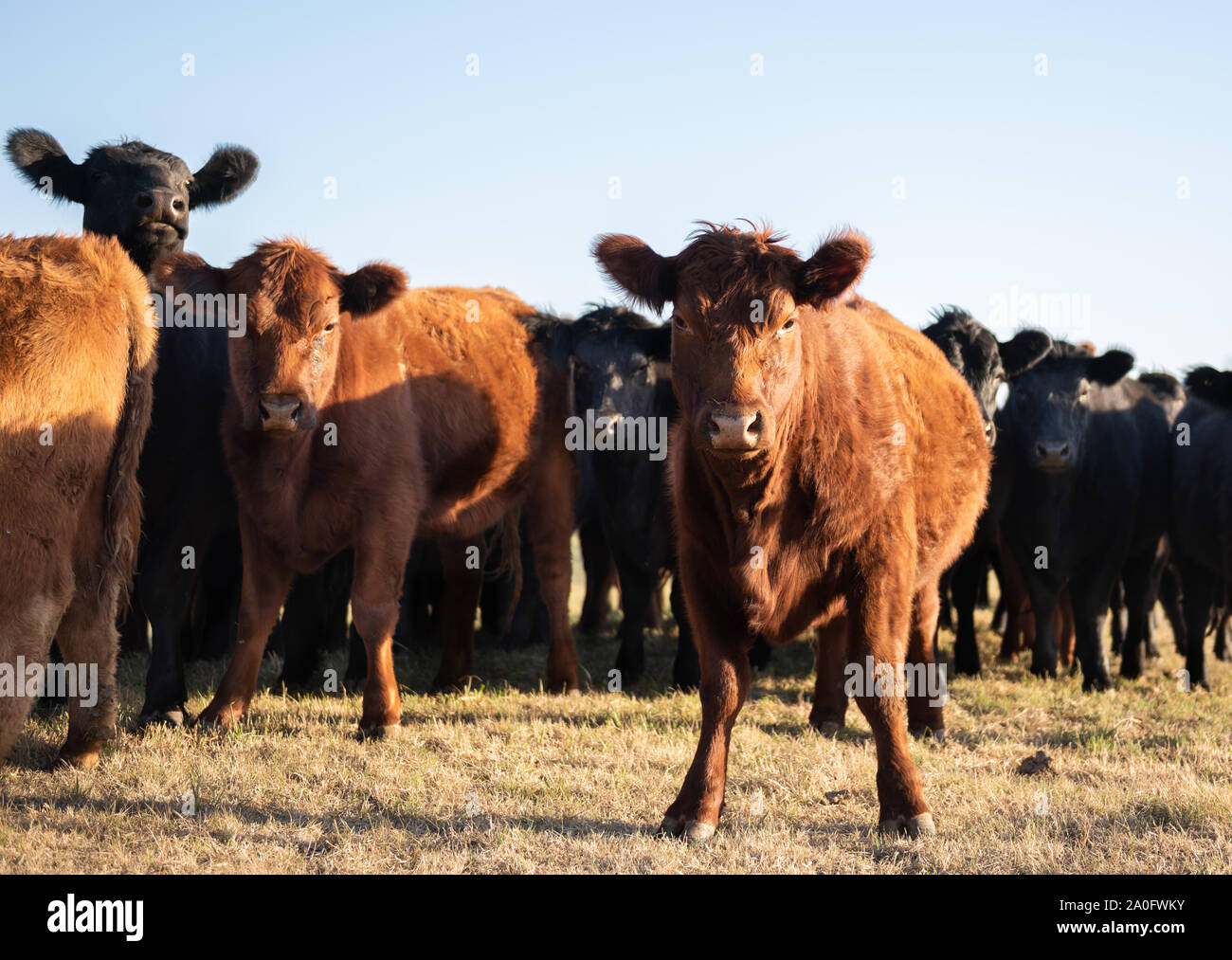 Young steers in field hi-res stock photography and images - Alamy