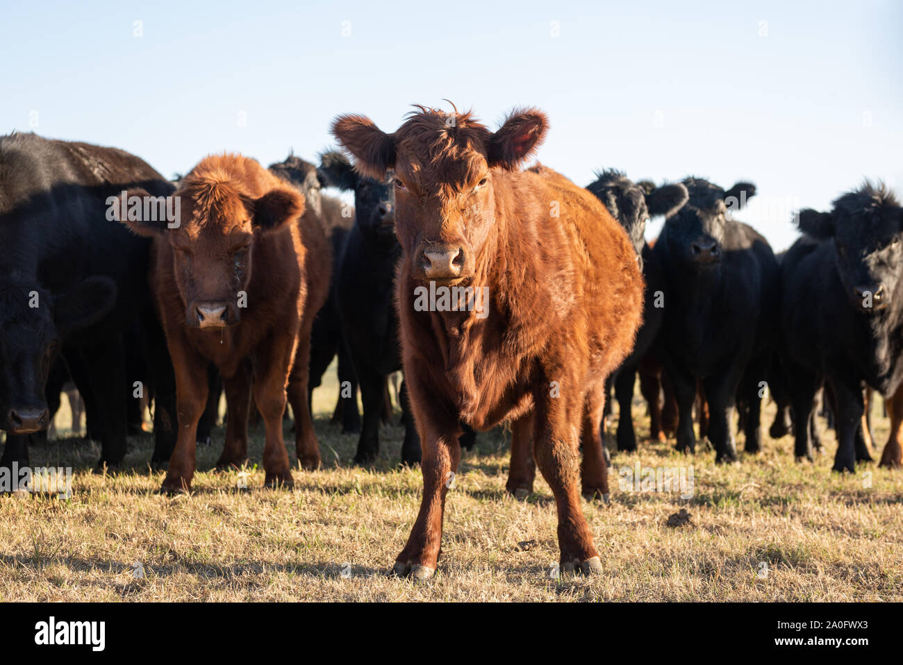 Group of young steers in the meadow Stock Photo - Alamy