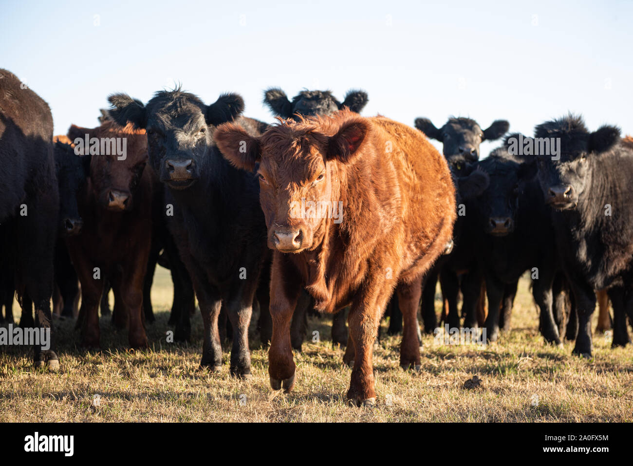 Group of young steers in the meadow Stock Photo - Alamy