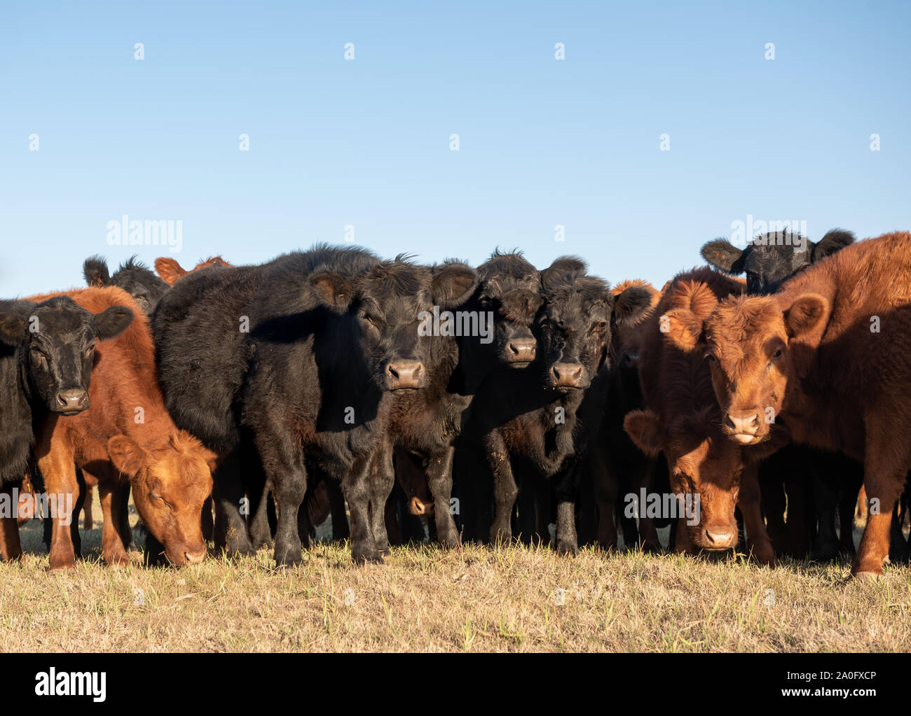 Young steers in field hi-res stock photography and images - Alamy