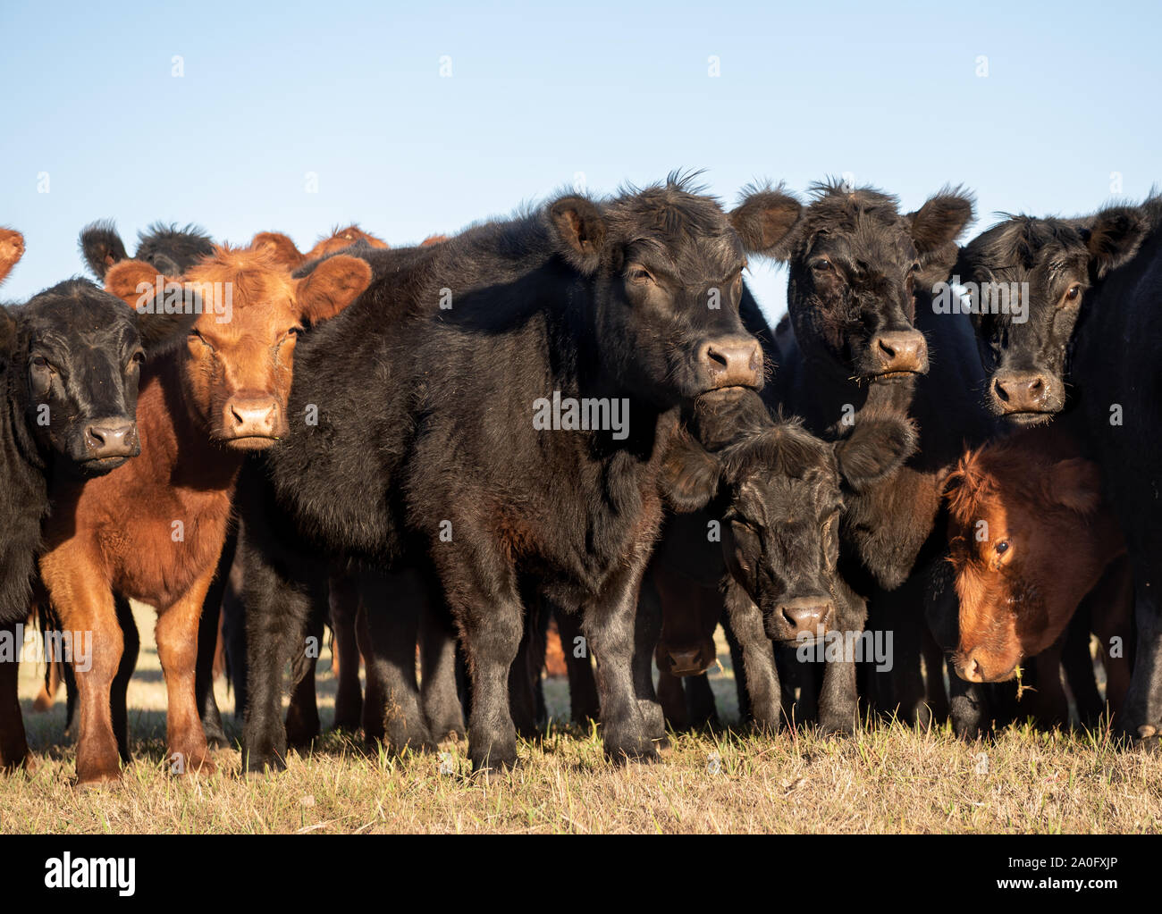 Group of young steers in the meadow Stock Photo - Alamy