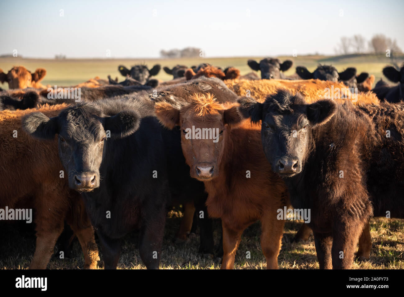 Group of young steers in the meadow Stock Photo - Alamy