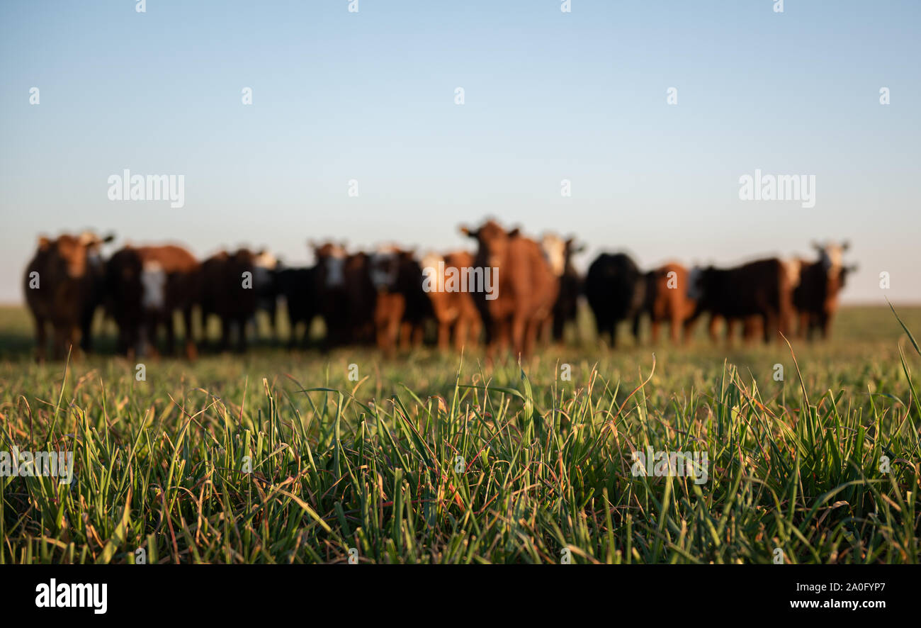 Young steers in field hi-res stock photography and images - Alamy