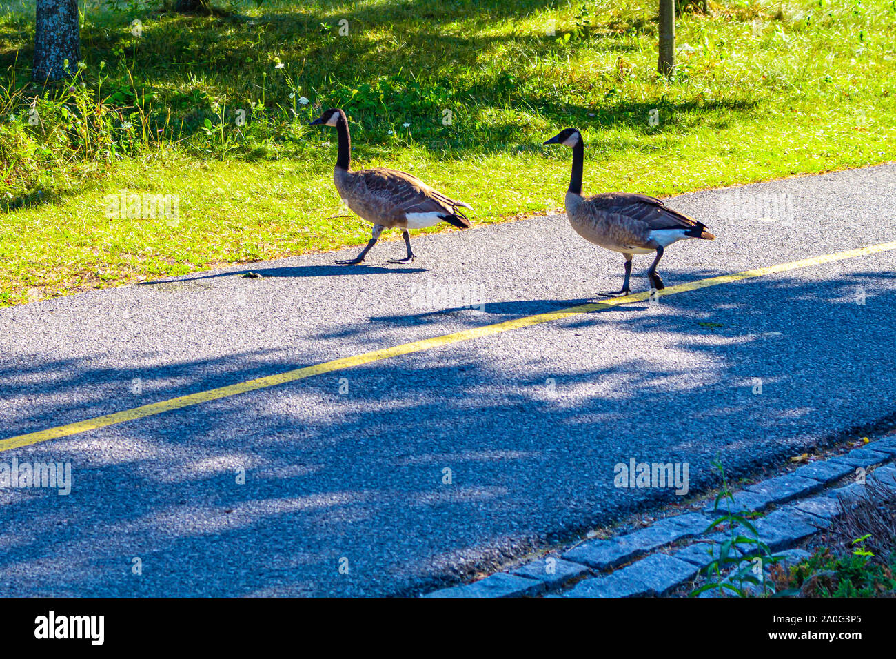A pair of Canada Geese cross a bike path in single file Stock Photo - Alamy