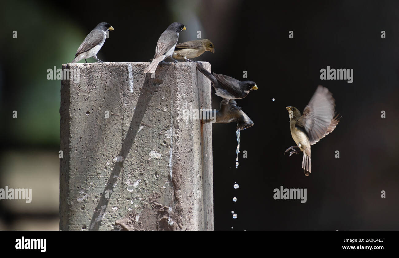 Water drop feather colorful hi-res stock photography and images - Alamy
