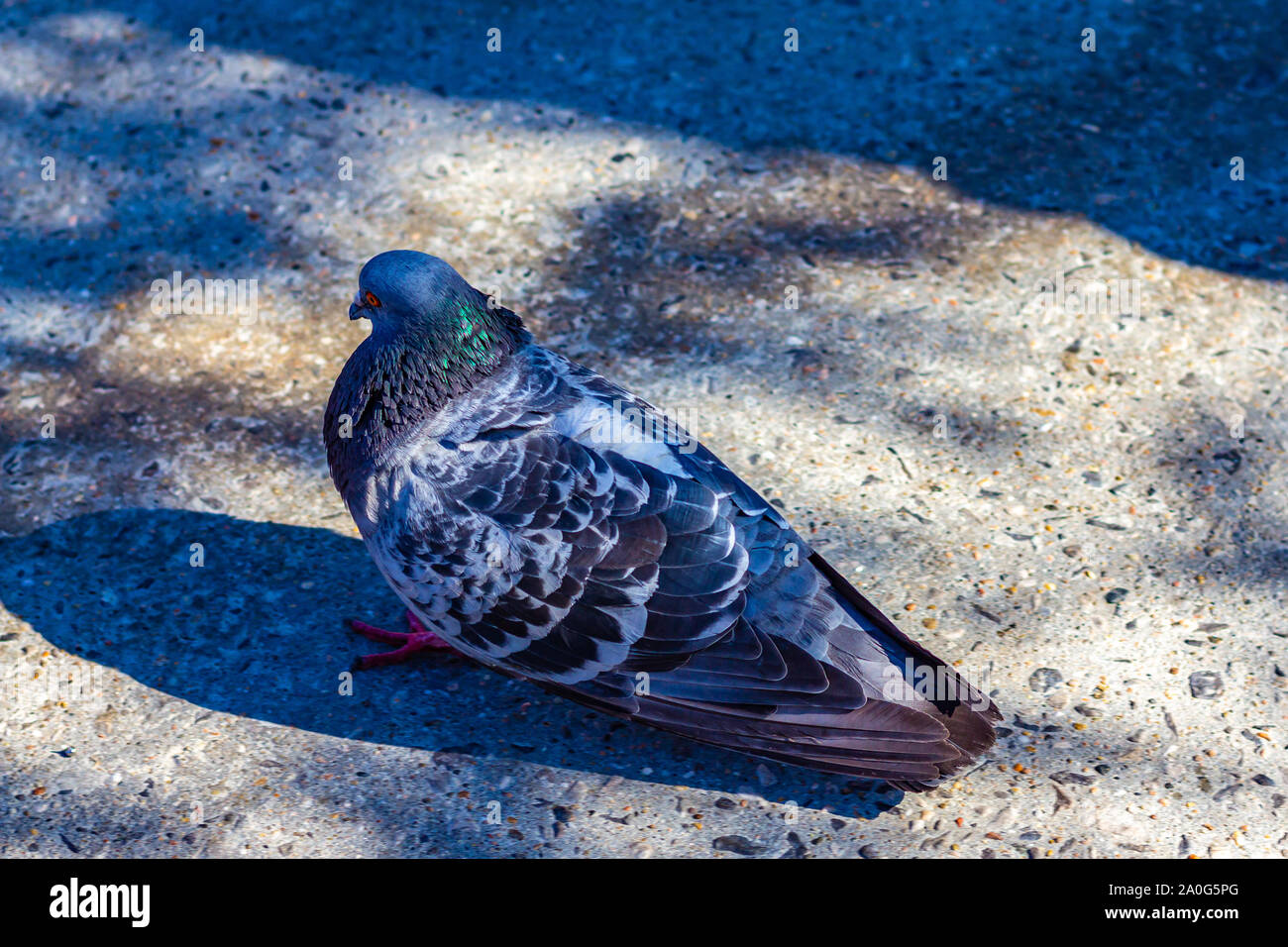 Pigeon on concrete ground hi-res stock photography and images - Alamy