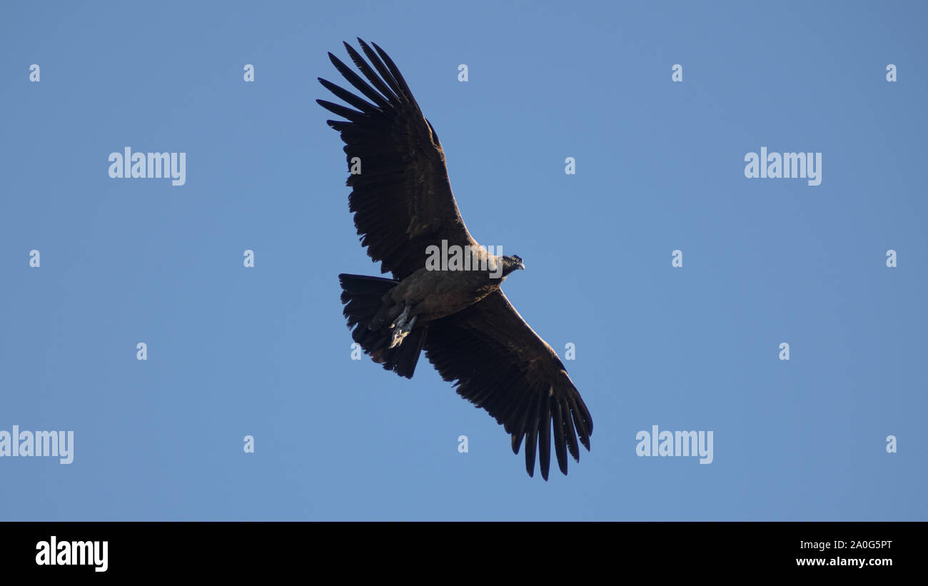 A condor with open wings flying. Taken from below Stock Photo - Alamy