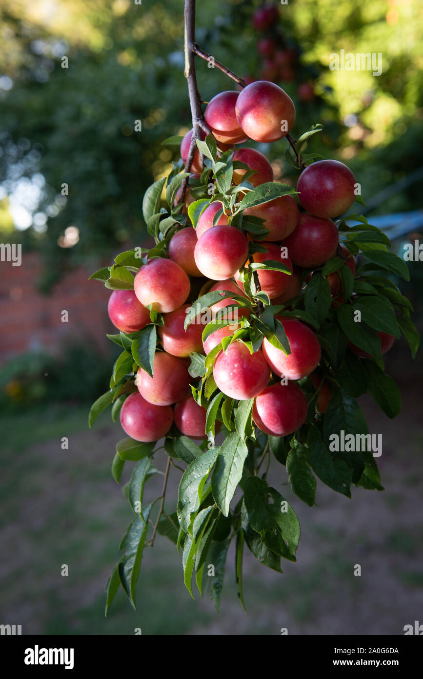 Tree of sweet plums in a garden Stock Photo - Alamy