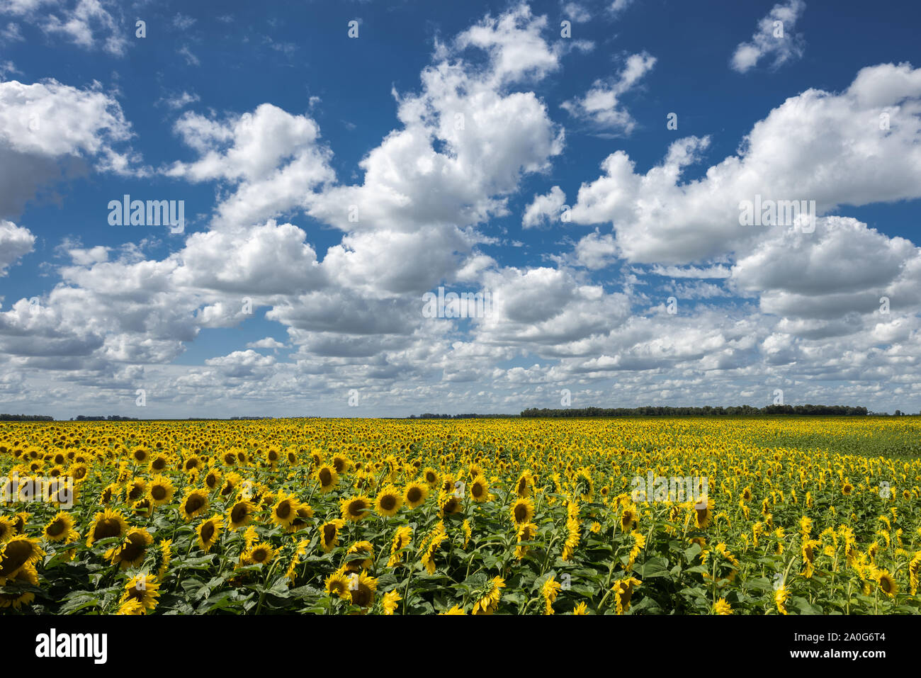 Sunflower pantation in Argentina Stock Photo - Alamy