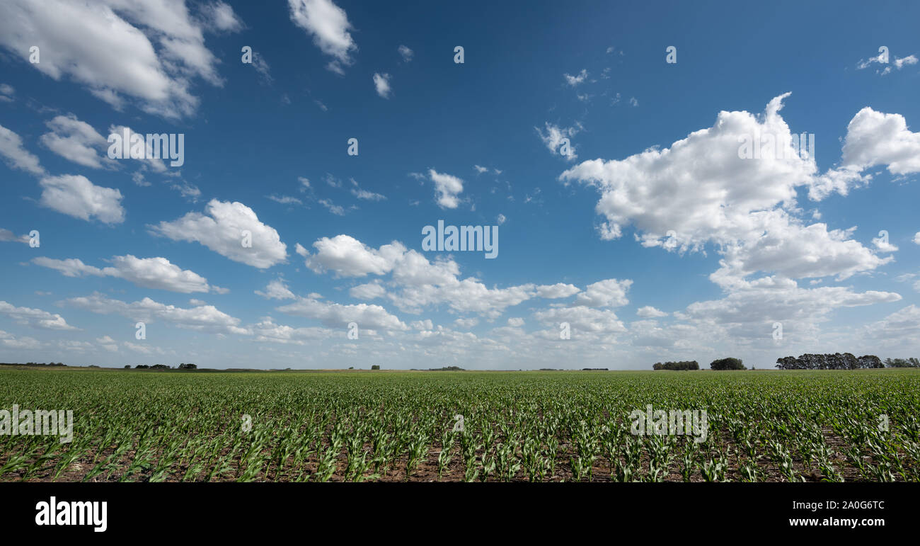 Corn Field Hdri