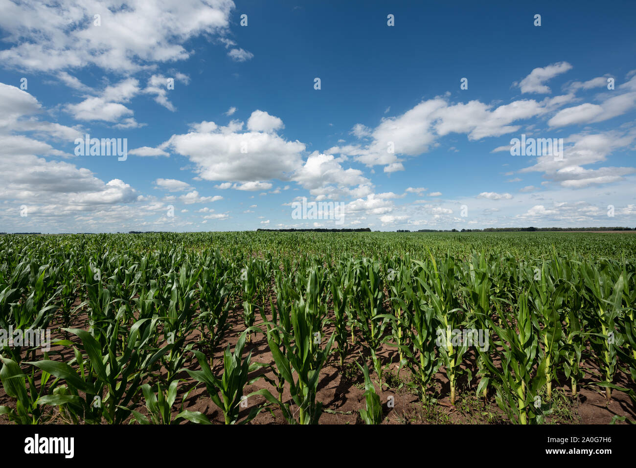 Corn field platation in Buenos Aires Argentina Stock Photo - Alamy