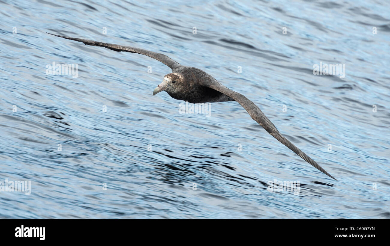 The Petrel is a huge sub antartic bird, This picture was taken on the ...