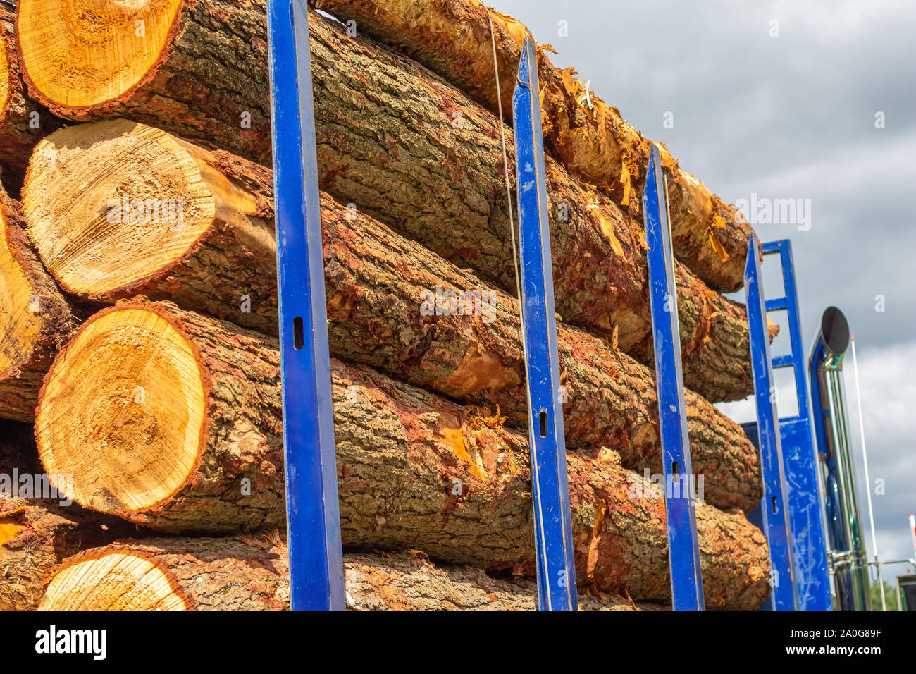 A logging truck with blue bars carries several freshly-cut tree logs ...