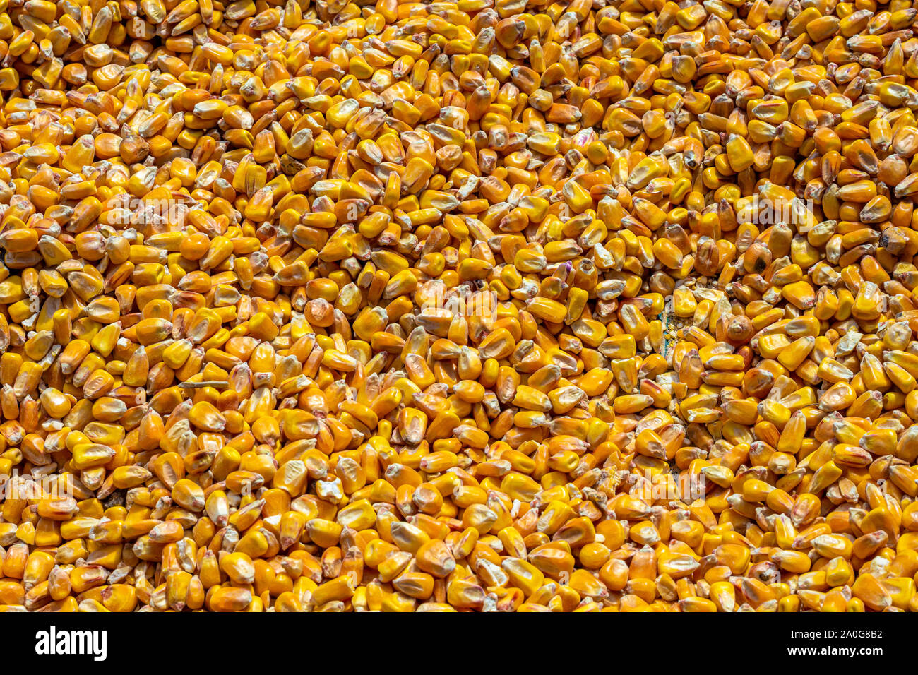 The frame is filled with dried corn kernels, showing their texture and ...