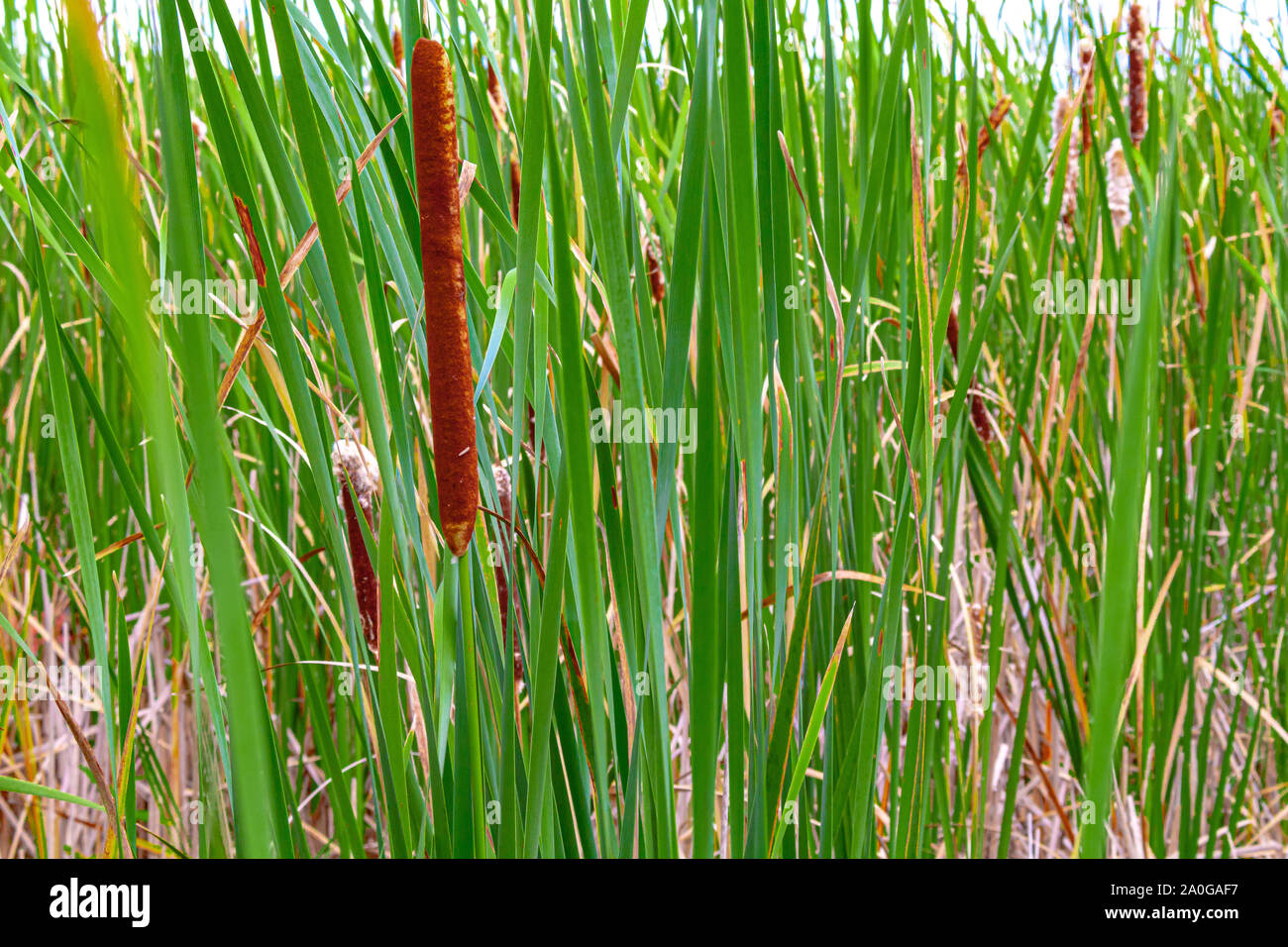 Reeds and cattails grow in a marshy area by a lake Stock Photo - Alamy